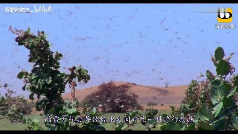 冀教版2017秋新教材三年级下册第十二课《杀虫剂对生物的影响》