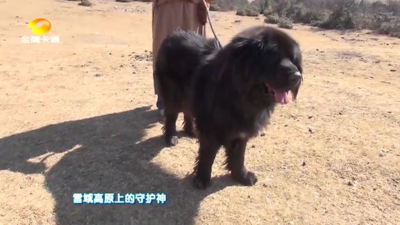 东方神犬藏獒能打败3条饿狼 “他”竟能与十条藏獒同吃同住