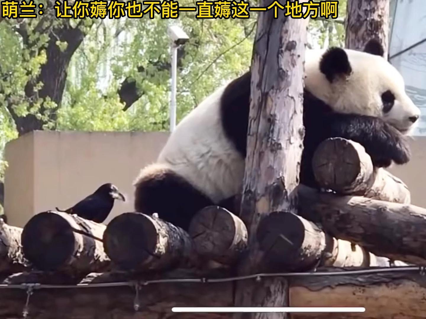 熊猫的宠物竟然趁它睡觉时薅它的屁股毛做窝!网友:这“房价”不便宜