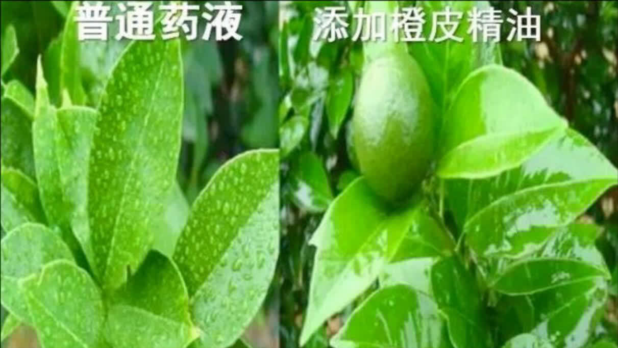 杀虫剂到底配精油好,还是有机硅效果更棒?其实这个看使用方法