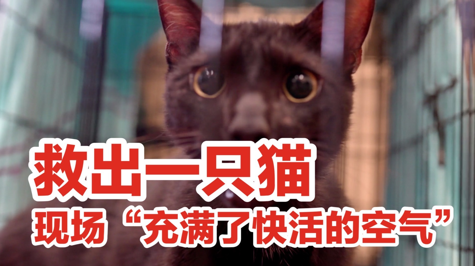 美国在废墟救出一只猫,现场“充满了快活的空气”