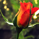 经典歌曲大荟萃 