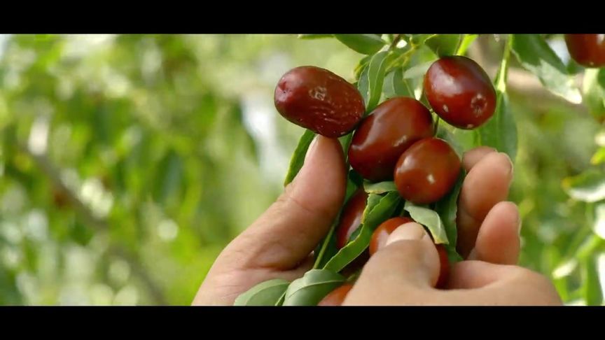 好人中国 _ 故事 靠诚信质量立身 用一颗枣儿甜万家