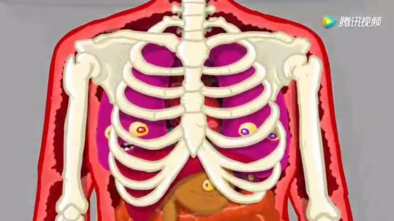 《器官的故事》这个动画寓意好棒啊,每个人都要珍惜自己的身体。