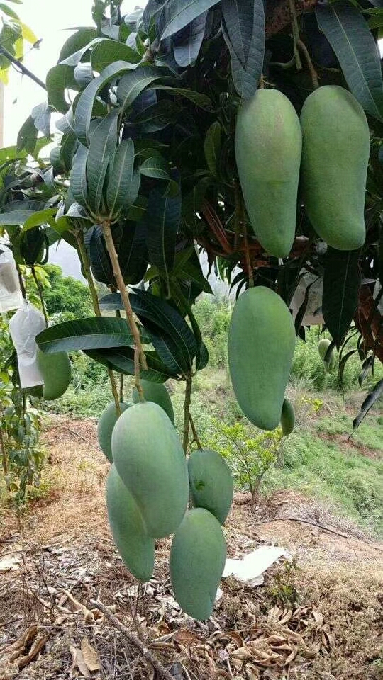 芒果小哥哥安生 