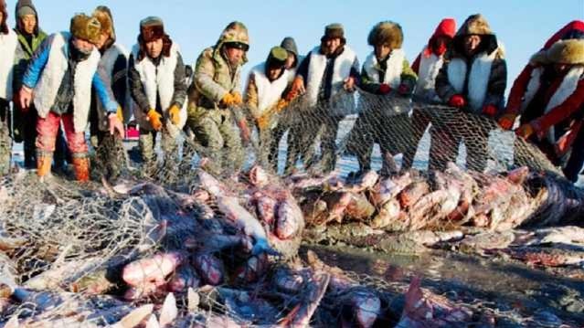 查干湖冬捕细节揭秘,捕鱼为何用马拉?1000米渔网如何下水?