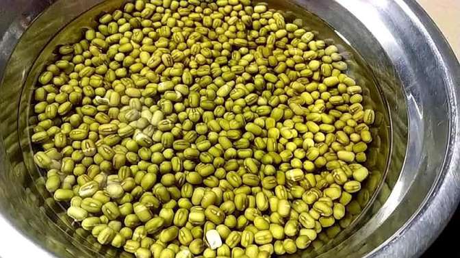 绿豆的生长过程视频,延时摄影