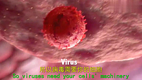 90秒看懂冠状病毒是如何进入人体细胞,并大量复制