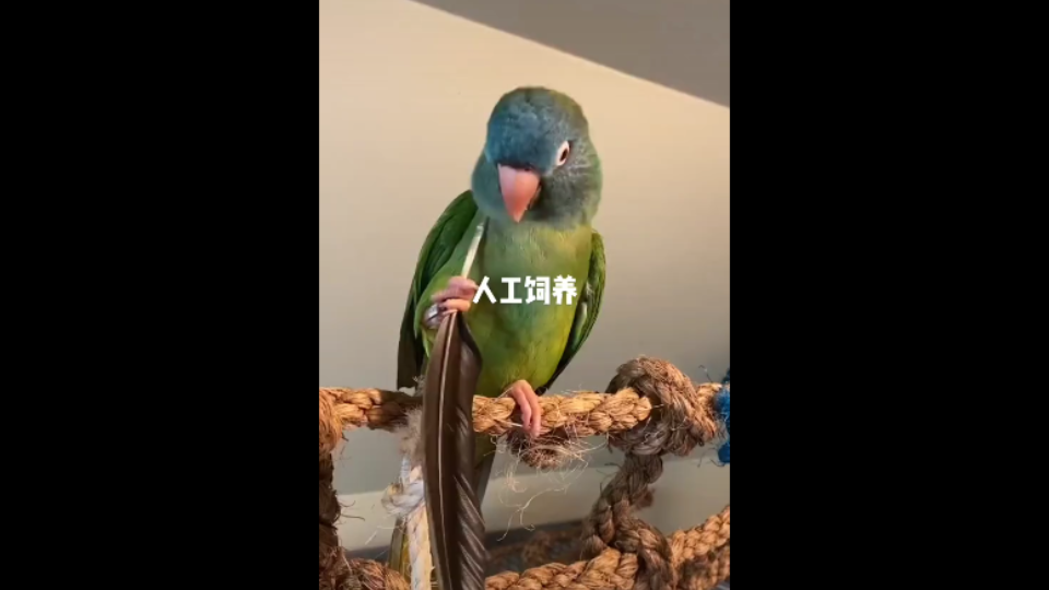 把根羽毛挠痒痒