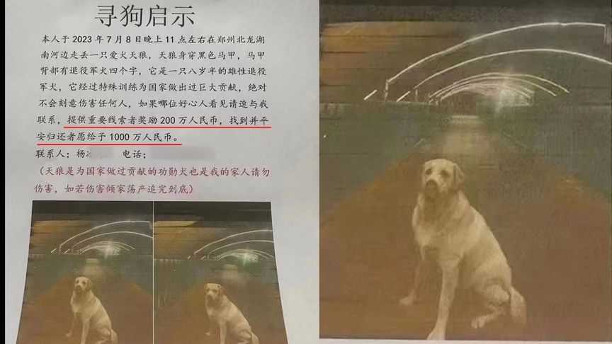 狗主人悬赏1000万寻狗,其为功勋犬做过大贡献:如若伤害追究到底