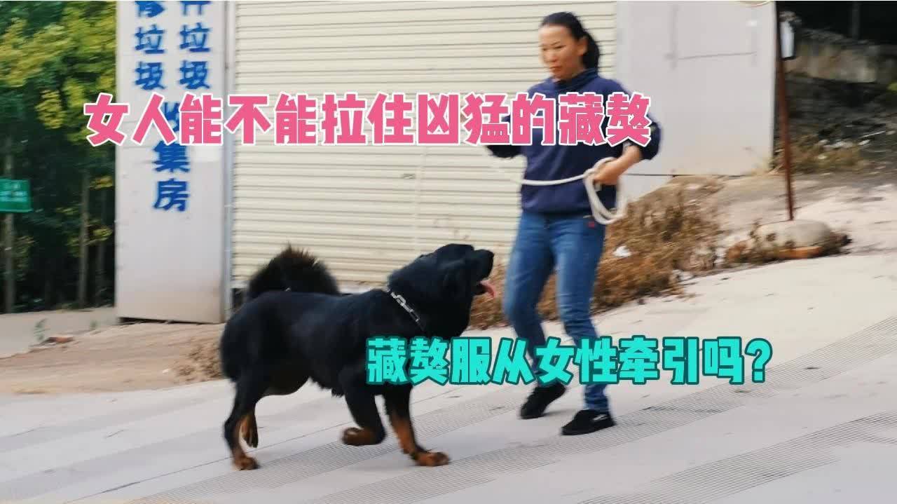 看完这个视频可以颠覆人们对藏獒的看法 藏獒永远是人类的好朋友