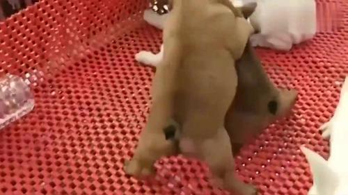 英国斗牛犬天性好斗,这俩小奶狗崽打架真凶狠,激烈程度堪比藏獒干架!