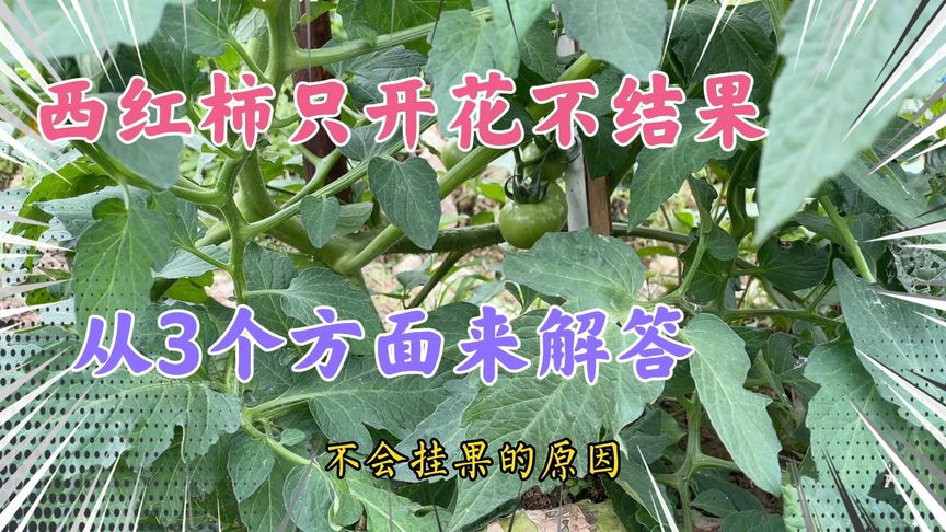 西红柿长势好只开花不挂果,通过3个方式可解决,方法简单实用