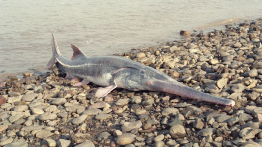 IUCN更新全球濒危物种红色目录:白鲟灭绝,长江鲟野外灭绝