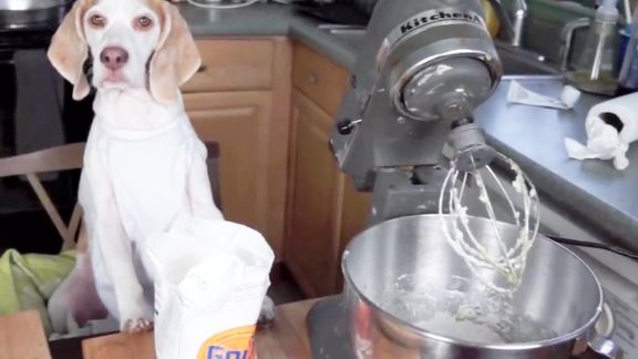 狗狗做蛋糕做的还真有模有样的,网友:这还是狗狗吗