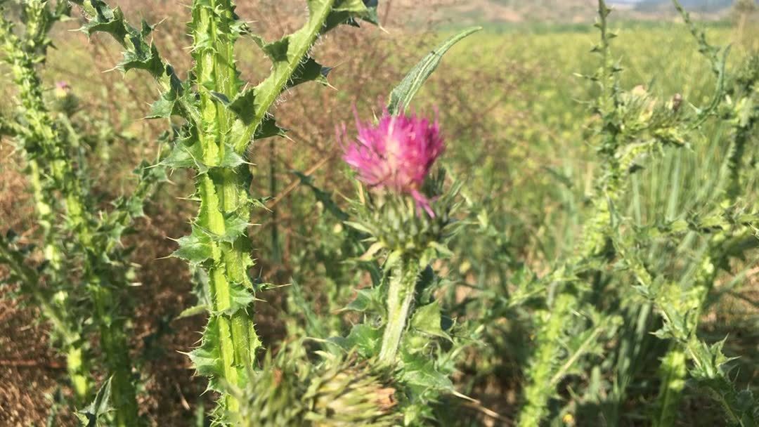 它是田间小霸王,人和动物见到都纷纷躲远,没想到药用价值还很高