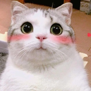 打着灯笼小鱼儿 