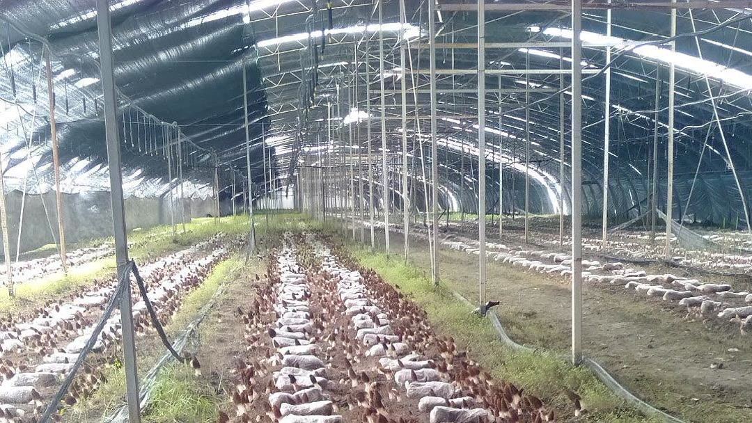 羊肚菌的组织分离与孢子分离(3)