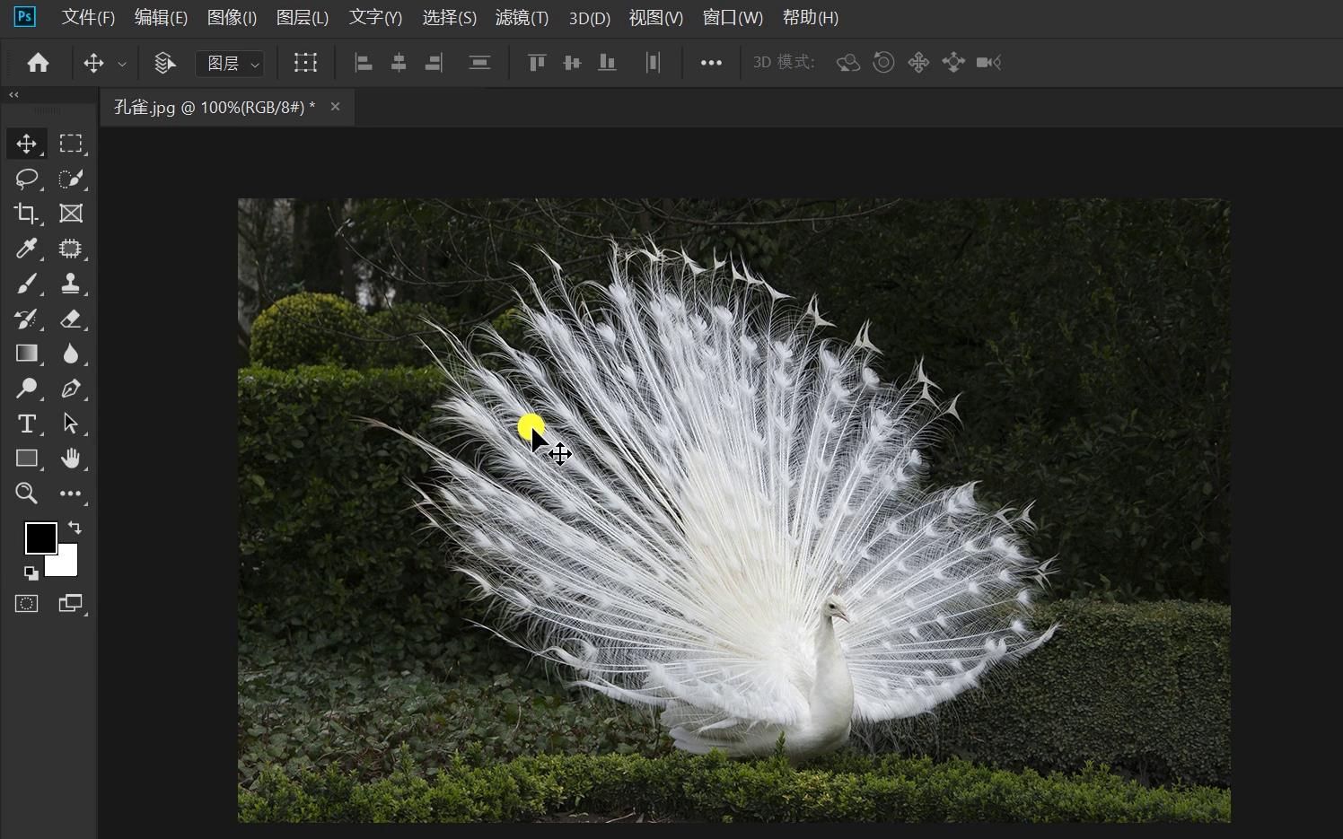 【ps教程】万物皆可抠,快速抠取图片上的孔雀!