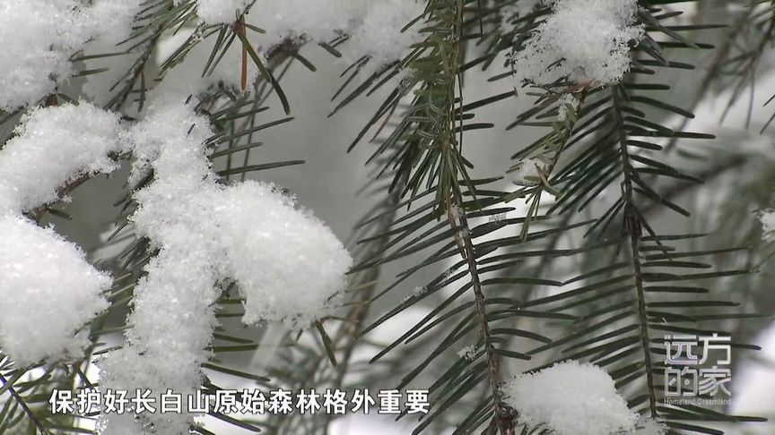 长白山原始森林中徒步,良好的生态系统造就动植物宝库