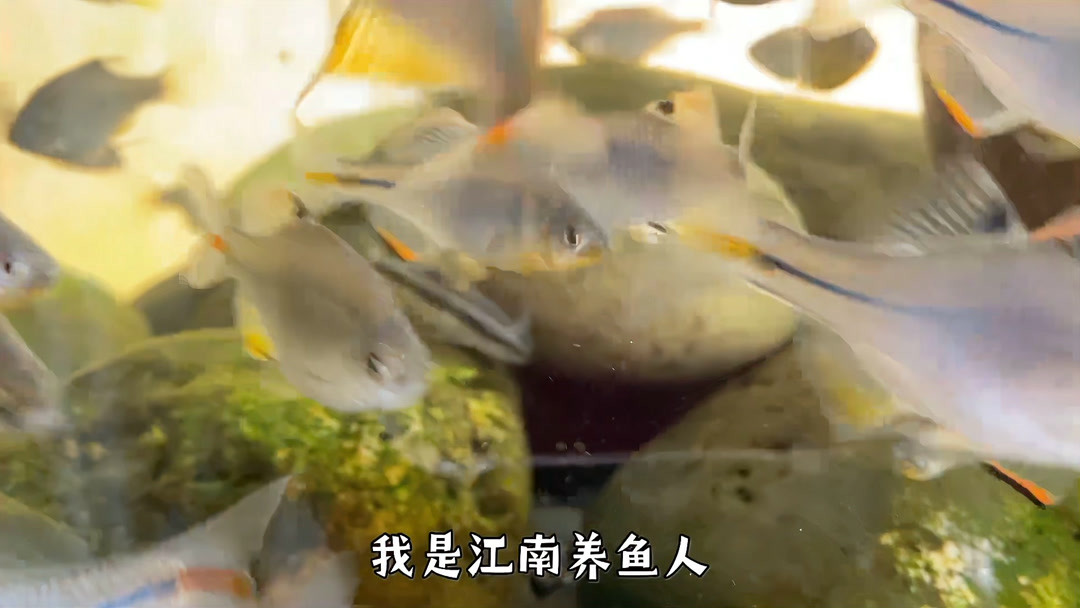 鱼缸有了过滤设备,还需要用气泵增氧吗?