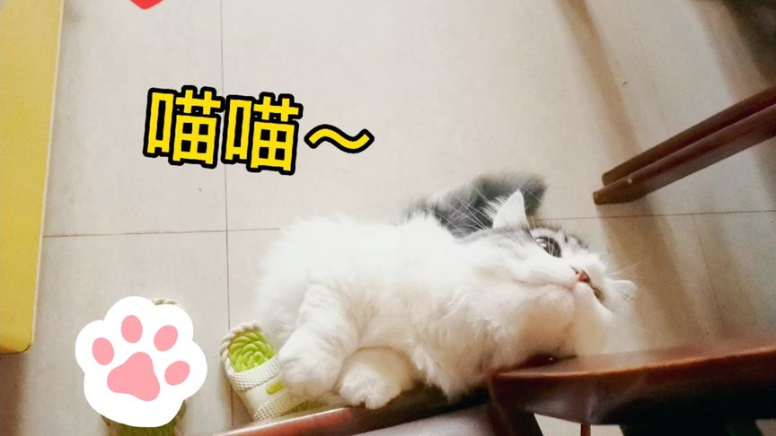 你见过这么撒娇的小猫咪嘛?