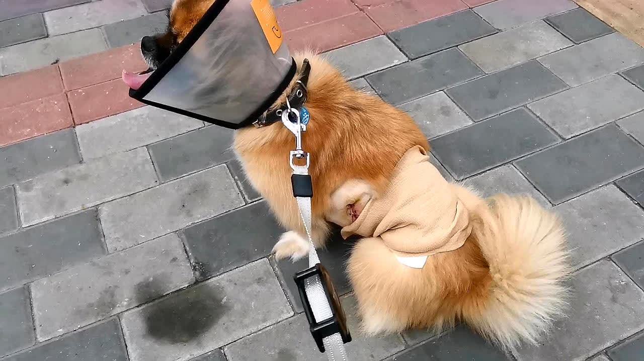 被流浪狗咬了第三天,主人带狗狗去打针,被狗狗把手抓出了血痕