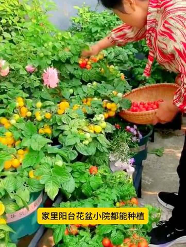 盆栽矮生小番茄,长不高,不用受粉,结果多,种植简单,一年四季都有的吃,...