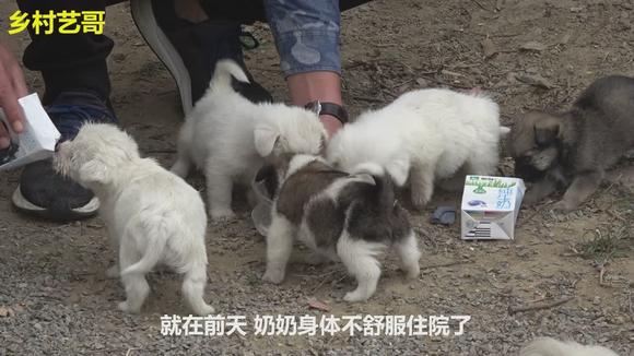 艺哥家里6只狗狗被偷走了!请问农村偷狗现象猖獗,该如何防控?