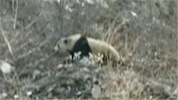 太幸运!四川夫妻驾车在九寨沟公路偶遇野生大熊猫