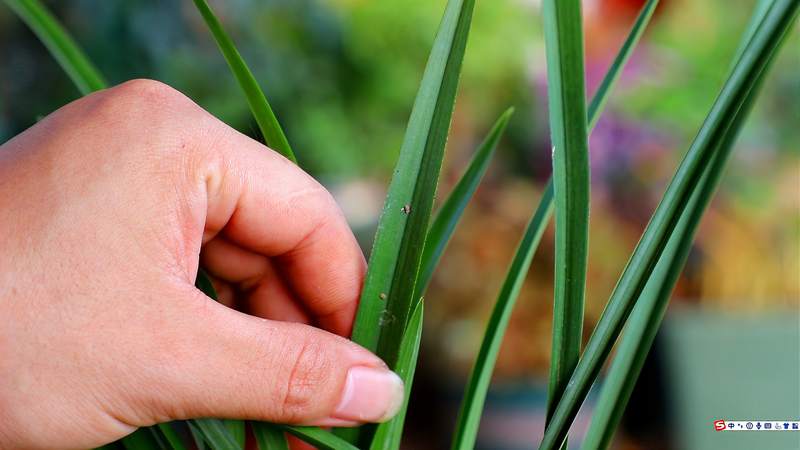 兰花叶片有这种“虫屎”,得赶紧杀虫,否则很快被吃光