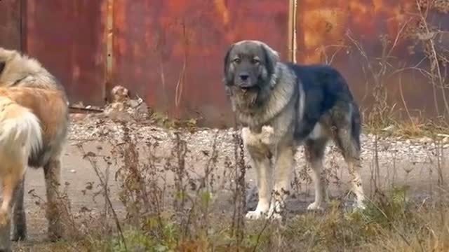 世界10大最凶猛、最强的犬