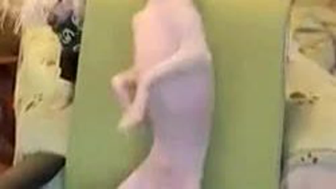 狗狗跳舞视频搞笑 跳舞的狗狗