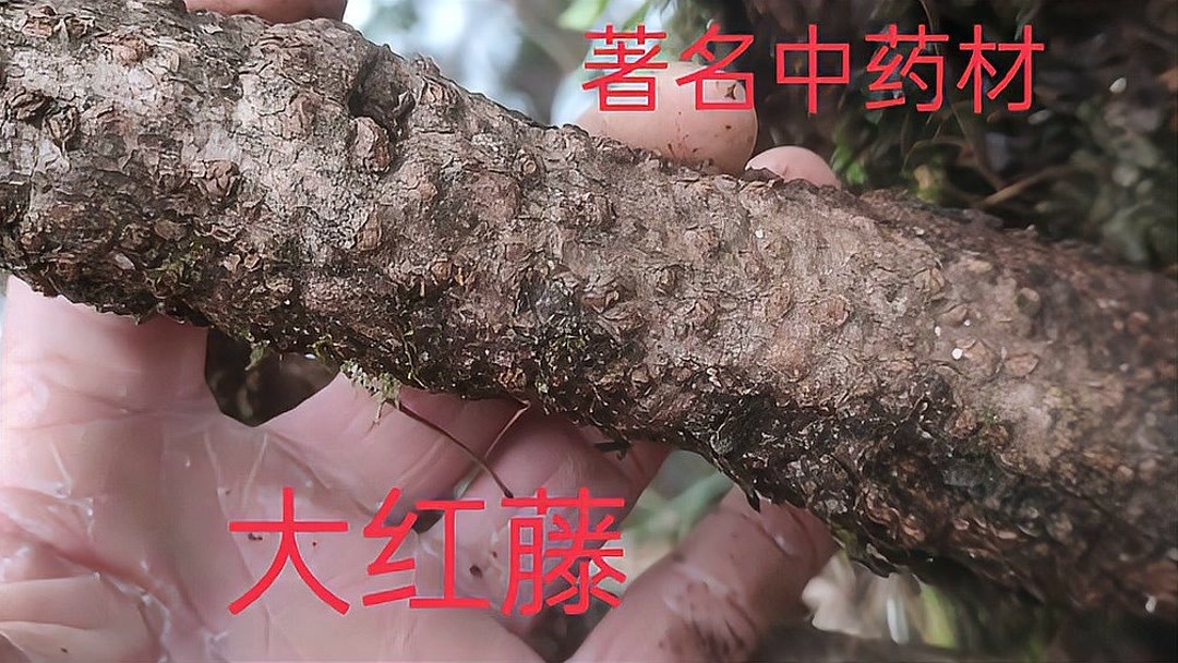 这种藤本植物有很高的药用价值,对身体有很好的作用,你们认识吗