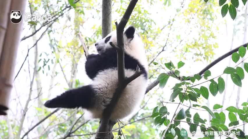 熊猫:这表演上春晚没问题吧?逆天长腿气质一绝圆润舞姿优雅脱俗