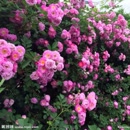 爱奇艺用户_1616368049 