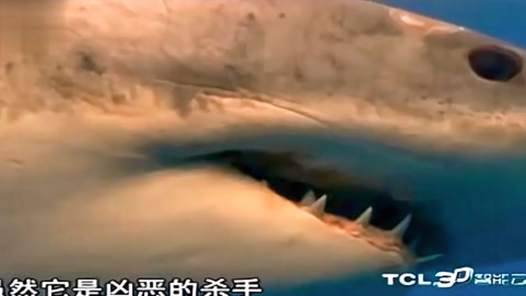 母鲨用鼻孔旁百万嗅觉细胞寻找猎物,再以口鼻上的传导器确定位置