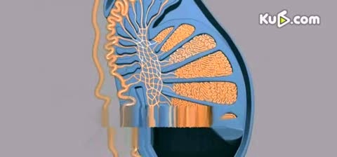 三维动画演绎正常怀孕过程【酷宝宝】 视频