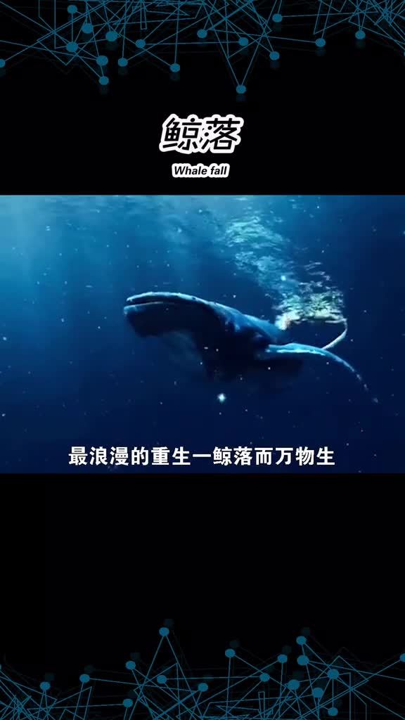 海底世界,最浪漫的重生