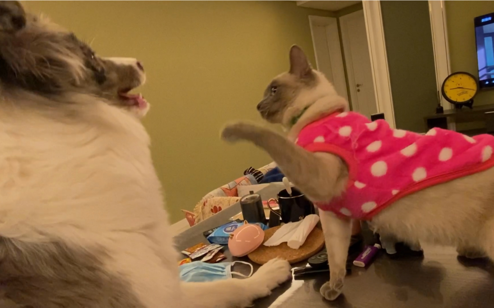 一些猫狗大战日常,总是输给暹罗的边牧