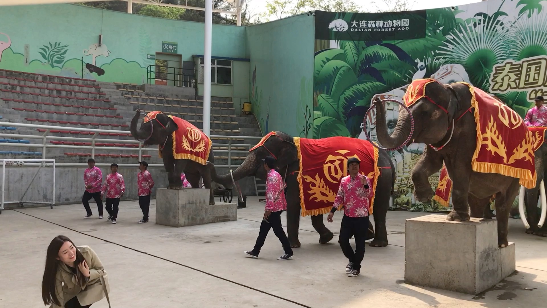 森林动物园之大象表演二