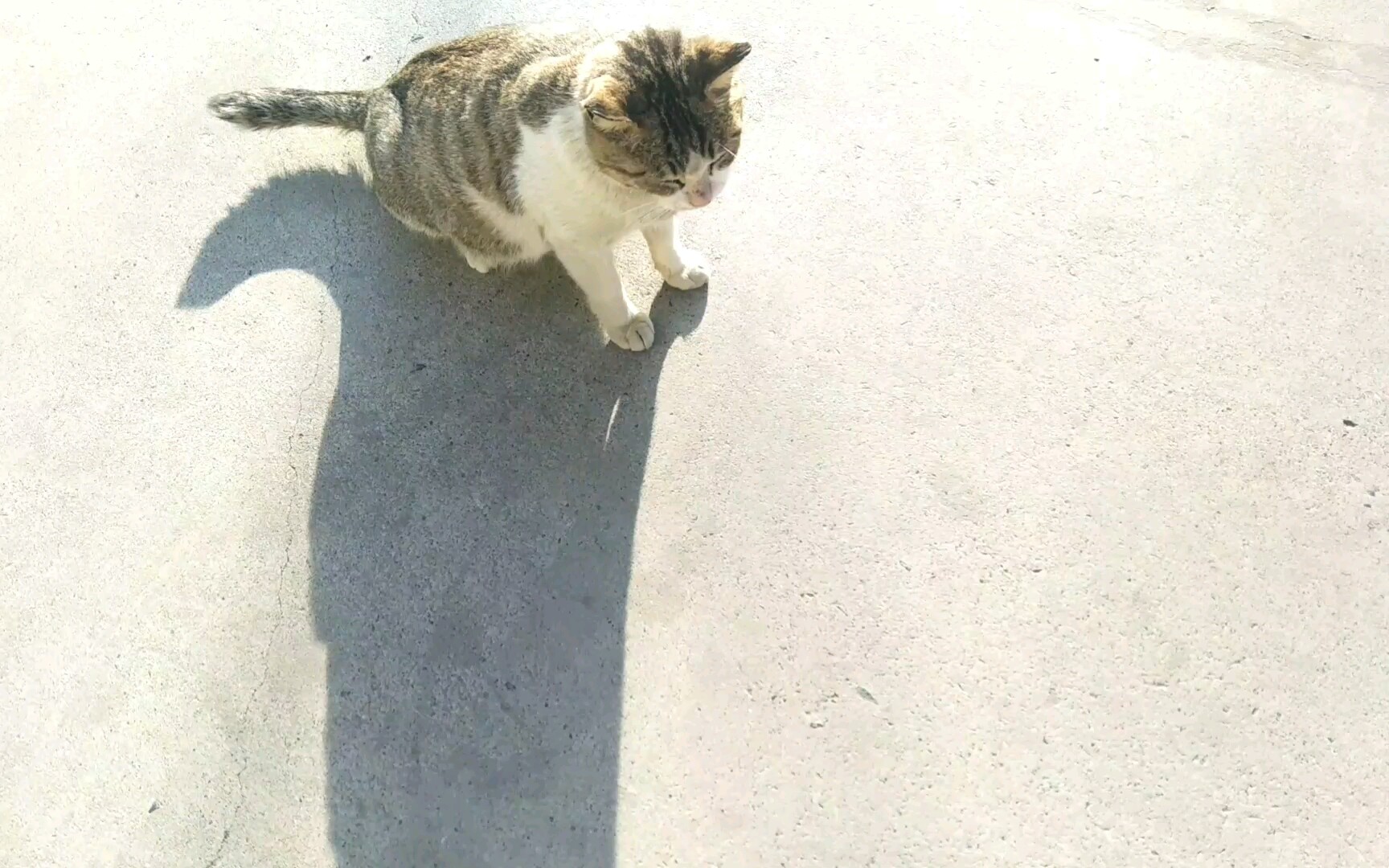 【校宠】在学校发现了一只不知道是胖胖的还是怀孕的猫猫