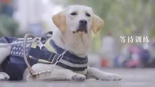 海底捞就餐 顾客携导盲犬被拒
