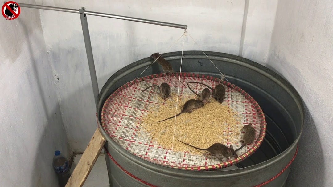 用大号金属桶自制捕鼠器,看看效果怎么样