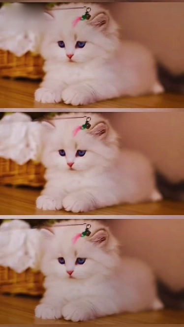 布偶猫咪怎么养,第一步就要选对品种!