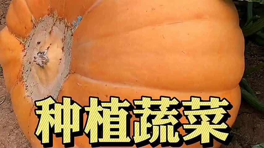 蔬菜种植方法和技巧