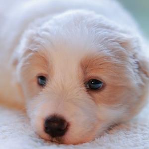 正义凛然的苹果zy 