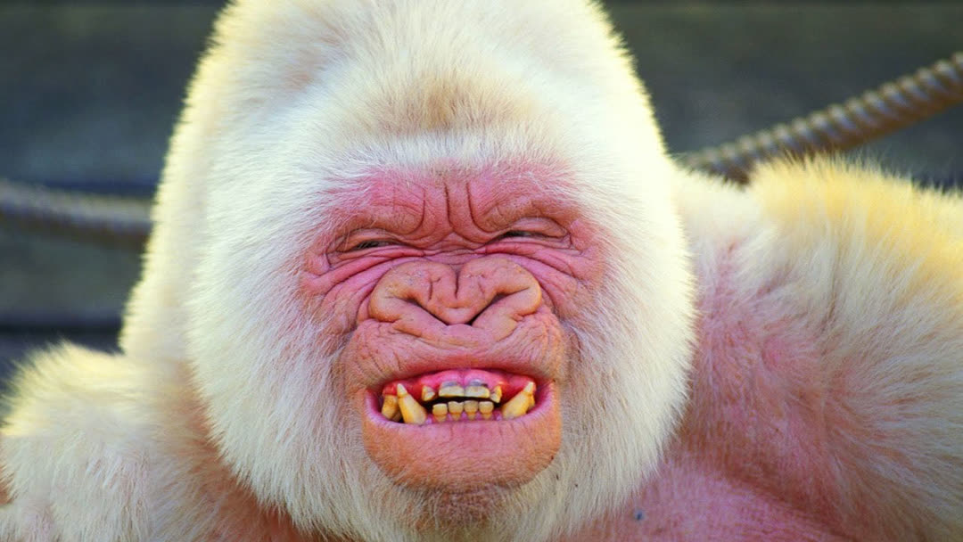 7种即将灭绝的野外动物