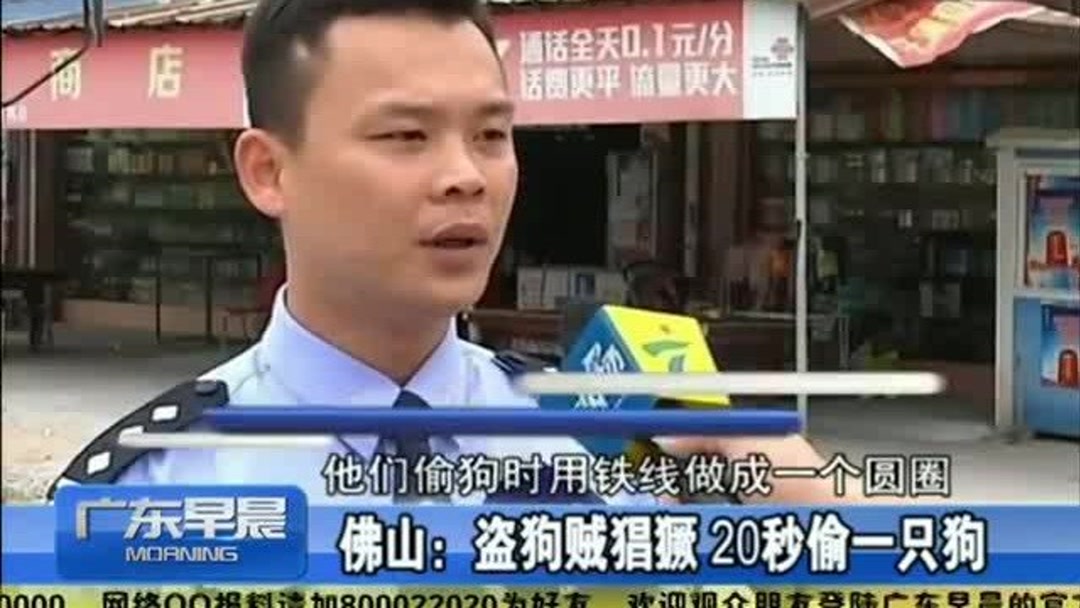 佛山:盗狗贼猖獗20秒偷一只狗