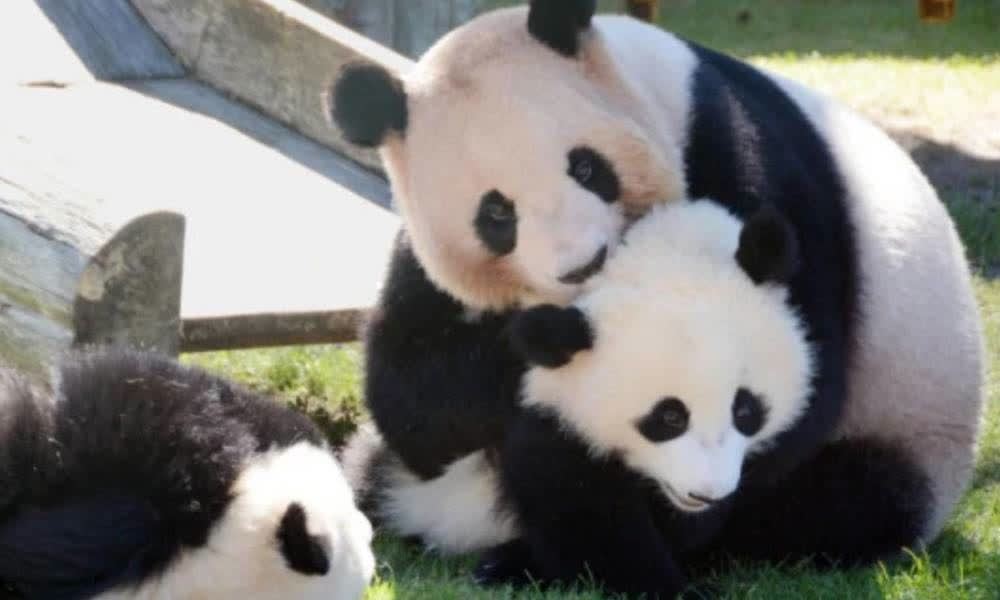 熊猫去到了俄罗斯成为掌上明珠,棕熊不解:为何我们生活如此惨烈
